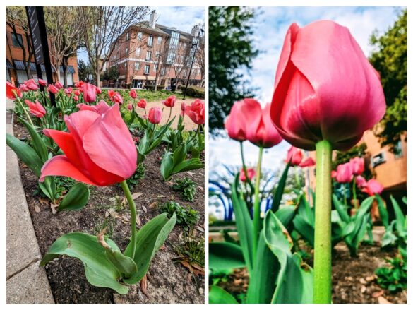 How to Paint Watercolor Tulips: 7 Different Ways